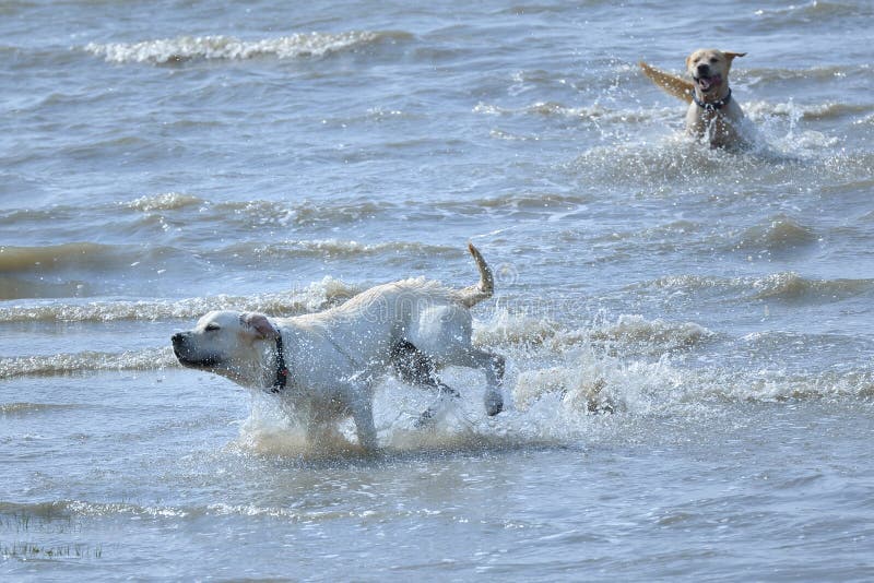 Quick dogs stock photo. Image of jump, nothern, germany - 25481504