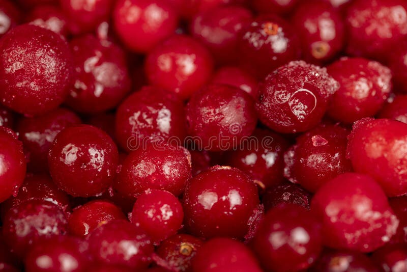 Quick-frozen Sour Cranberries of Red Color Stock Photo - Image of ...