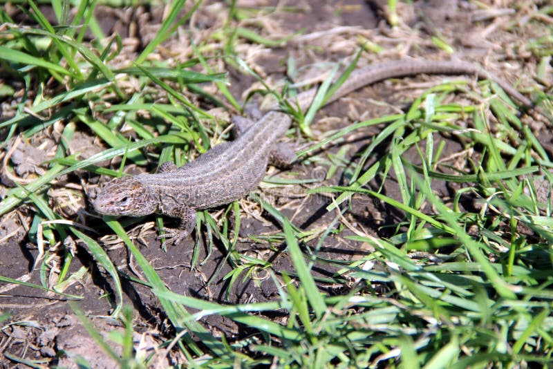 The Quick Lizard Lacerta Agilis Basks in the Spring Sun Stock Photo ...
