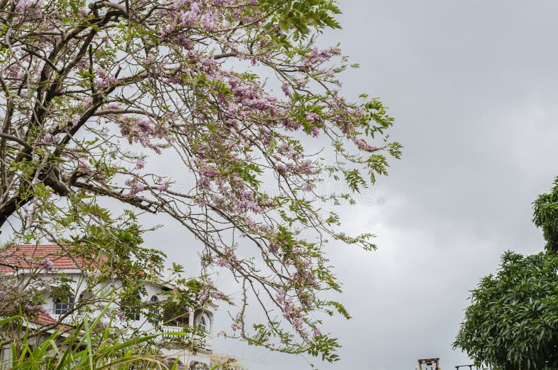 Quick Stick Branches with Flowers Stock Photo - Image of flora, island ...