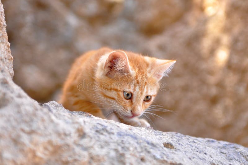 Quick-witted kitten stock image. Image of quick, rapid - 10154249