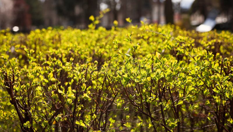 Quickset stock photo. Image of plants, focus, closeup - 52502612