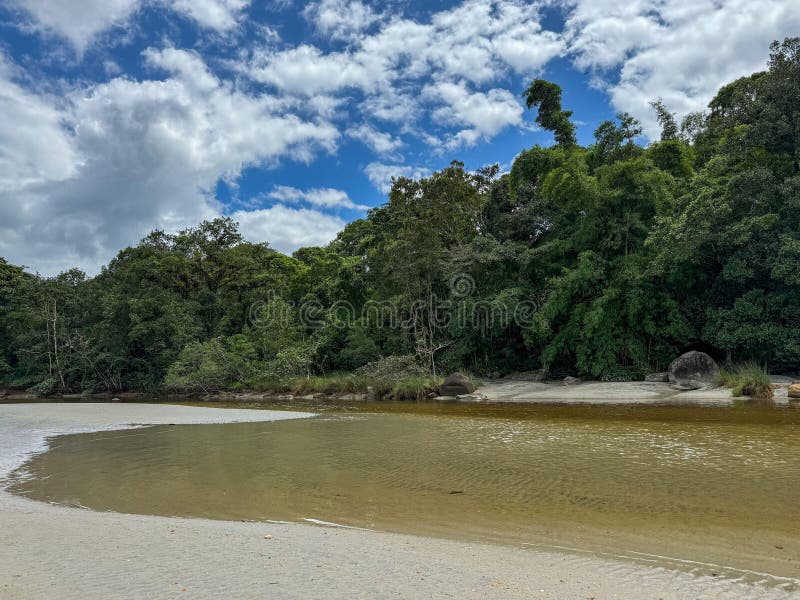 Quiet Beach with Lush Forest Stock Image - Image of environment ...