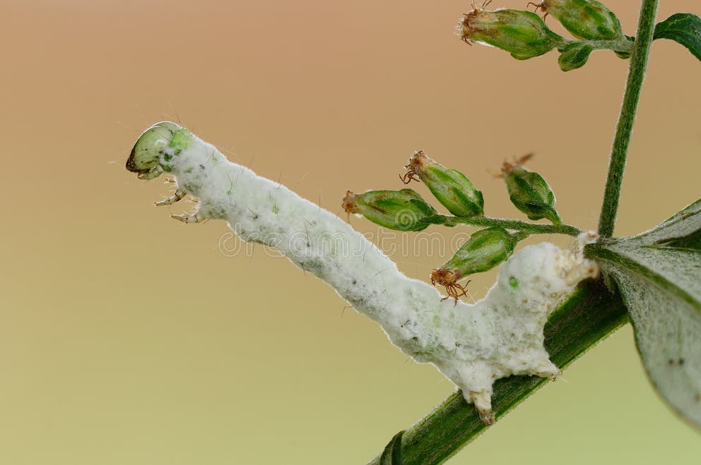 A quiet bug stock image. Image of green, white, foot - 34541001