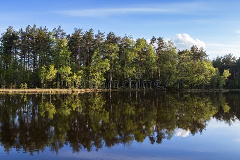 Quiet and Calm Lake and Reflection of a Forest Stock Photo - Image of ...