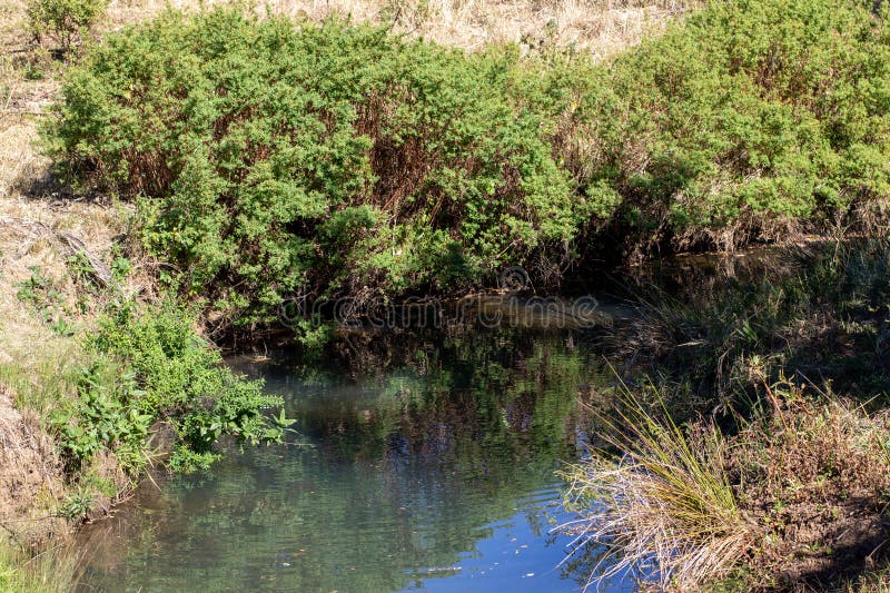 Quiet country pond stock photo. Image of foliage, small - 281628132