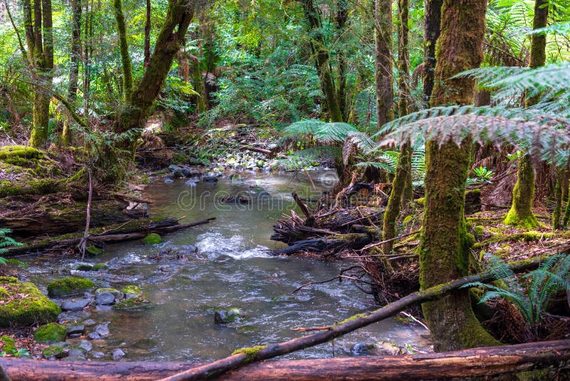 Quiet Creek in the Rain Forest Stock Photo - Image of green, beauty ...