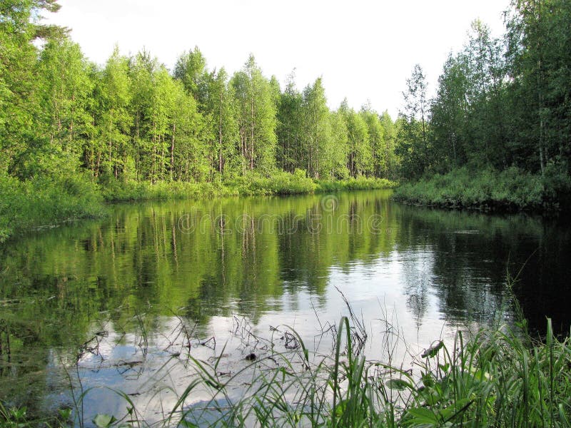 Calm Clean River with Forest on Both Banks Stock Image - Image of ...