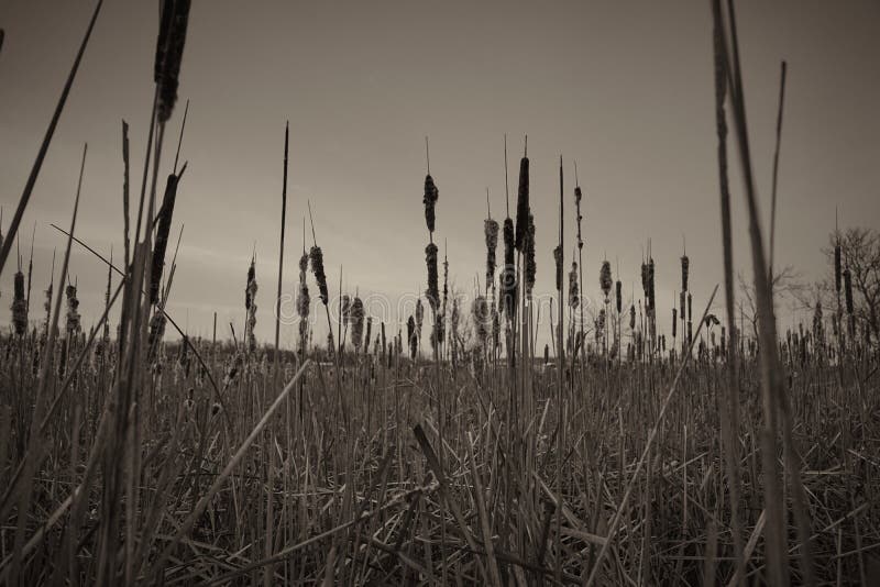 Quiet field at sunset stock image. Image of quiet, field - 107260119