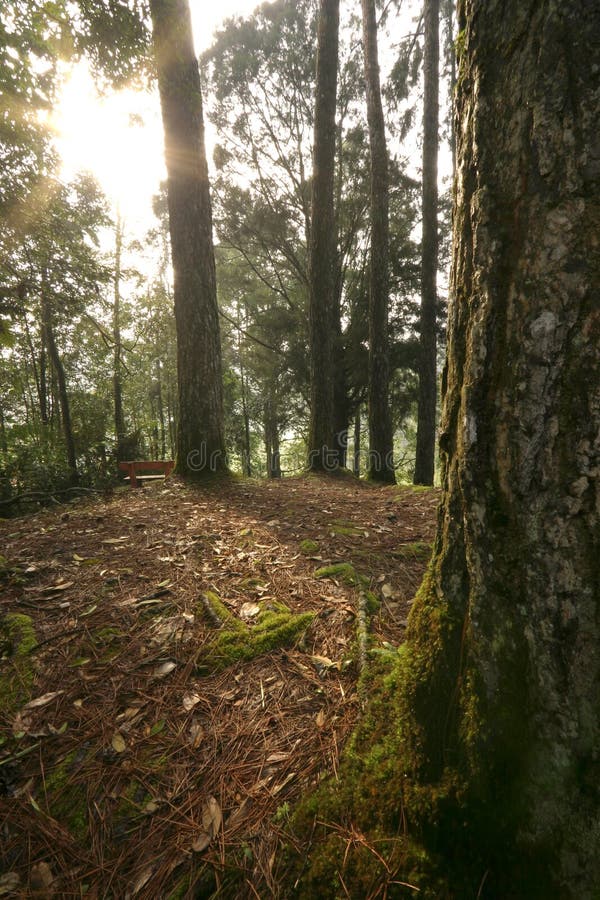 Quiet Forest stock photo. Image of enlightenment, outdoors - 1658978