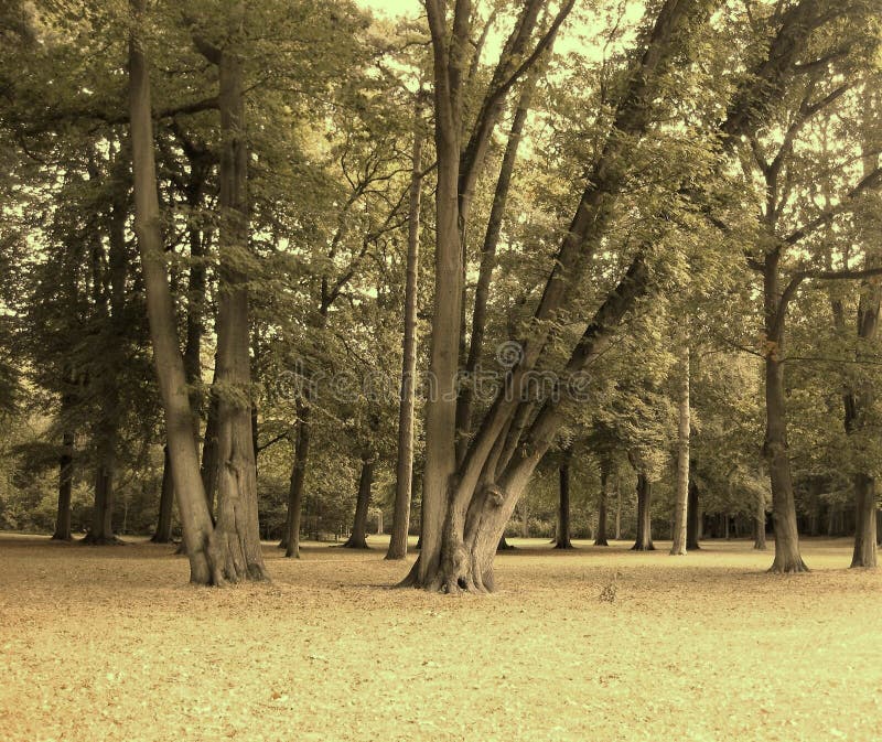Quiet forest stock photo. Image of plant, leaf, natural - 22069048