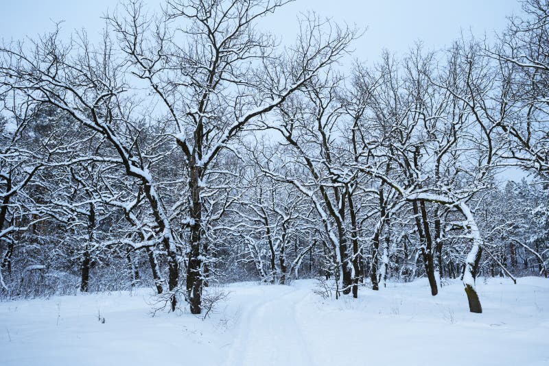 Quiet forest glade in snow stock image. Image of glade - 261730887