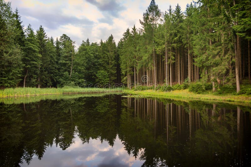 Quiet Forest Lake on a Summer Evening. Trees are Reflected in the Water ...