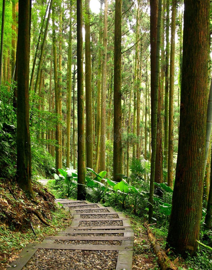 Quiet Forest Path stock photo. Image of path, forest - 27212592