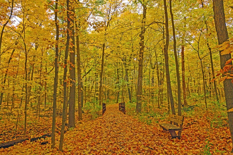 Quiet Forest Path in the Fall Stock Photo - Image of pretty, leaves ...