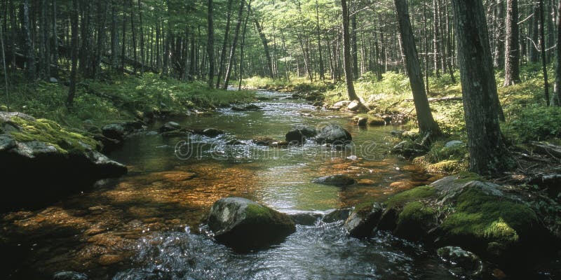 A Quiet Forest Stream Flowing through Moss-covered Rocks. Sunlight ...