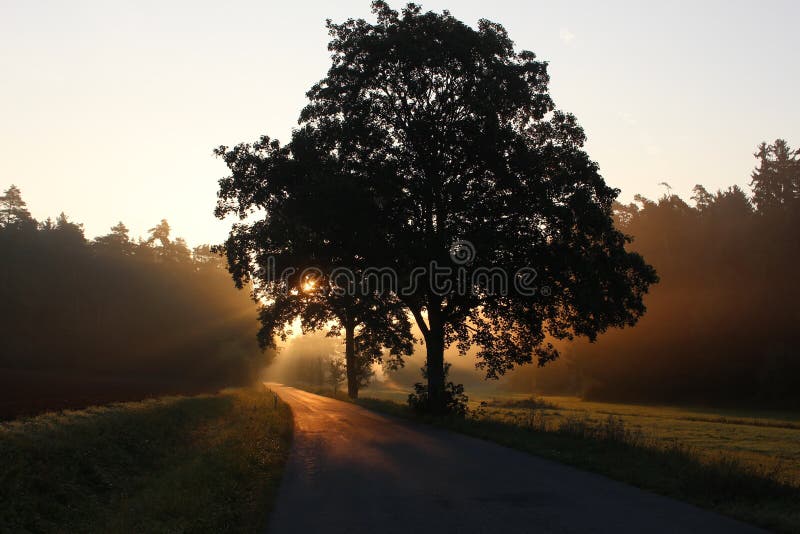 Quiet forest at sunset stock photo. Image of refreshing - 216997680