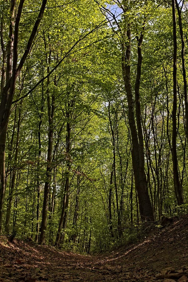 Quiet Forest Giant Sequoia Redwood Grove And Forest Meadow With Stock ...