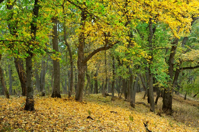 Quiet golden autumn forest stock photo. Image of landscape - 78827760