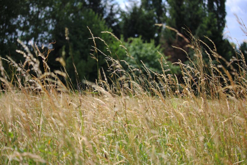 Quiet golden field stock photo. Image of nature, grass - 170856646