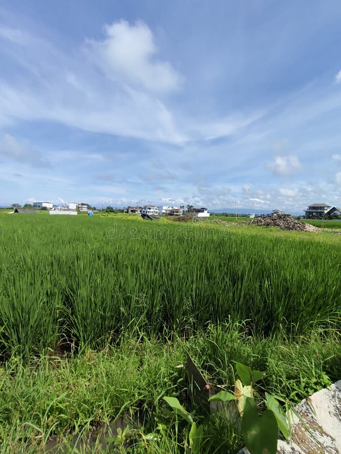 Quiet and Green Rice Padi in Bali Combination with Fresh Air Stock ...
