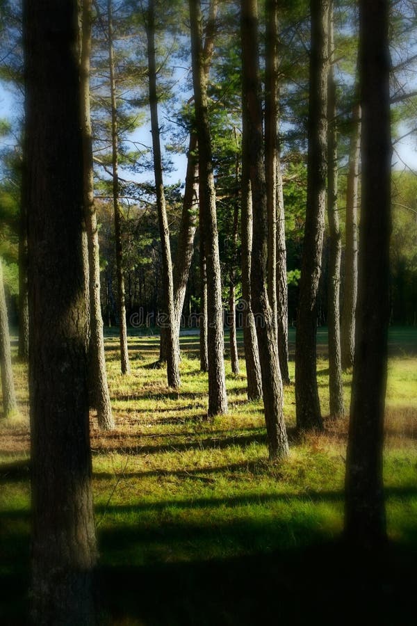 Quiet landscape forest stock image. Image of fall, ecosystem - 10196333