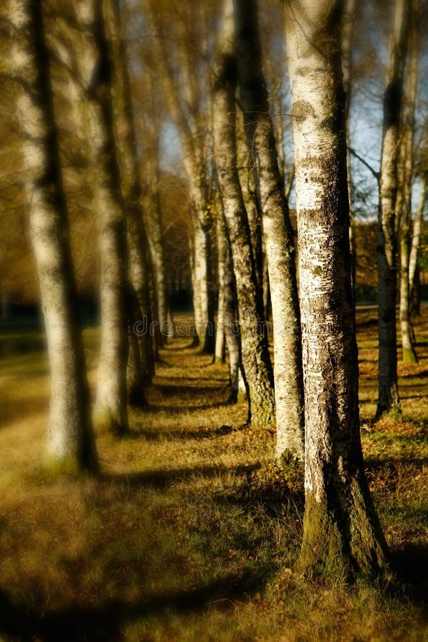 Quiet landscape forest stock photo. Image of leaf, grass - 10196496