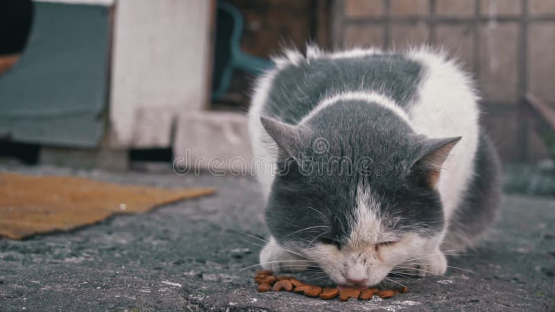 Stray Cat Snacking Quietly stock footage. Video of adorable - 314106598