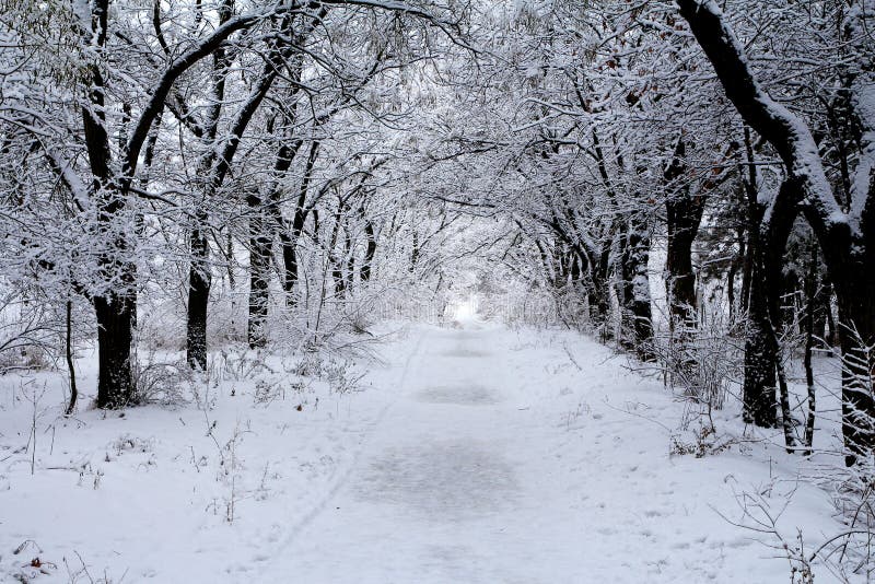 Quiet Morning and Winter Frost in the Forest. Stock Image - Image of ...