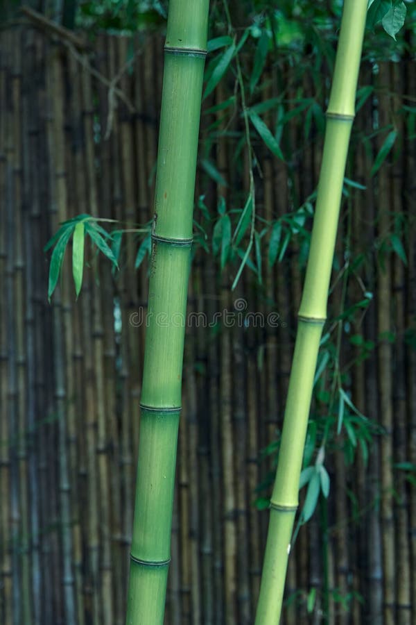 Quiet Nature Bamboo Forest Bamboo Stock Photo - Image of twig, fence ...