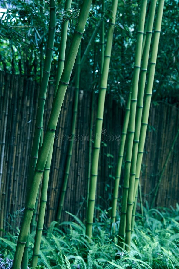 Quiet Nature Bamboo Forest Bamboo Stock Photo - Image of high, green ...