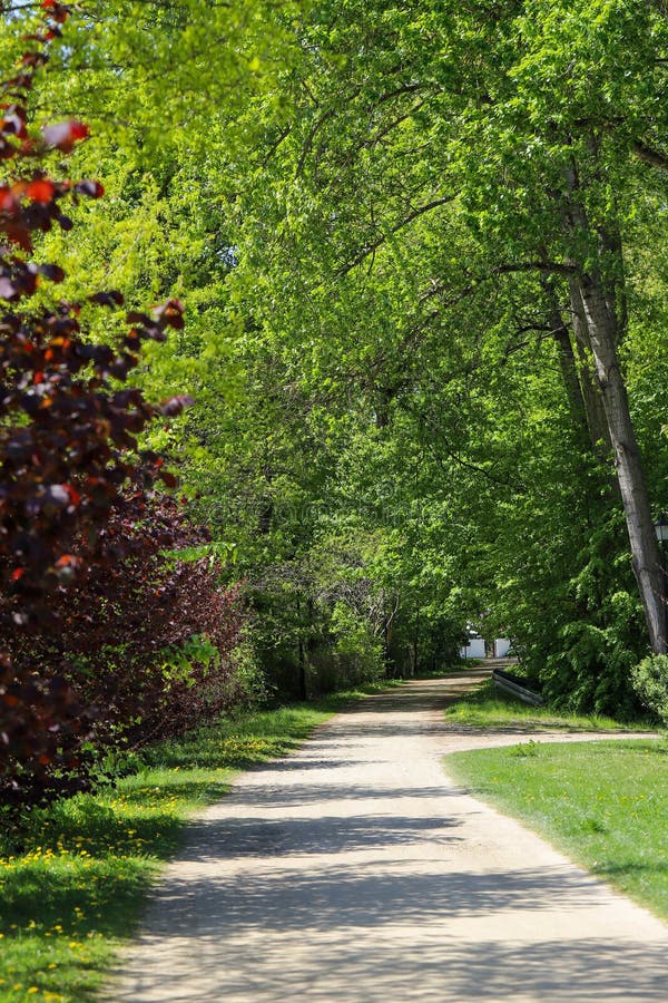 Quiet Nature Path among Tall Trees Stock Photo - Image of nature, color ...