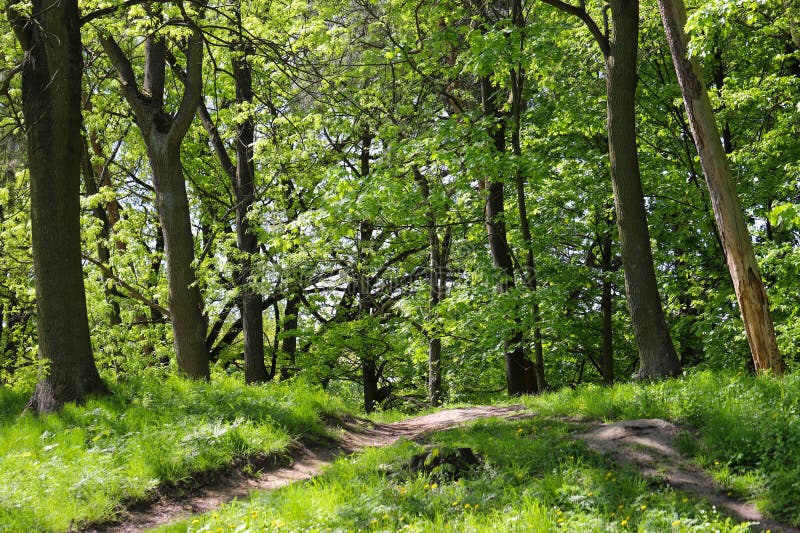 Quiet Nature Path among Tall Trees Stock Image - Image of morning ...