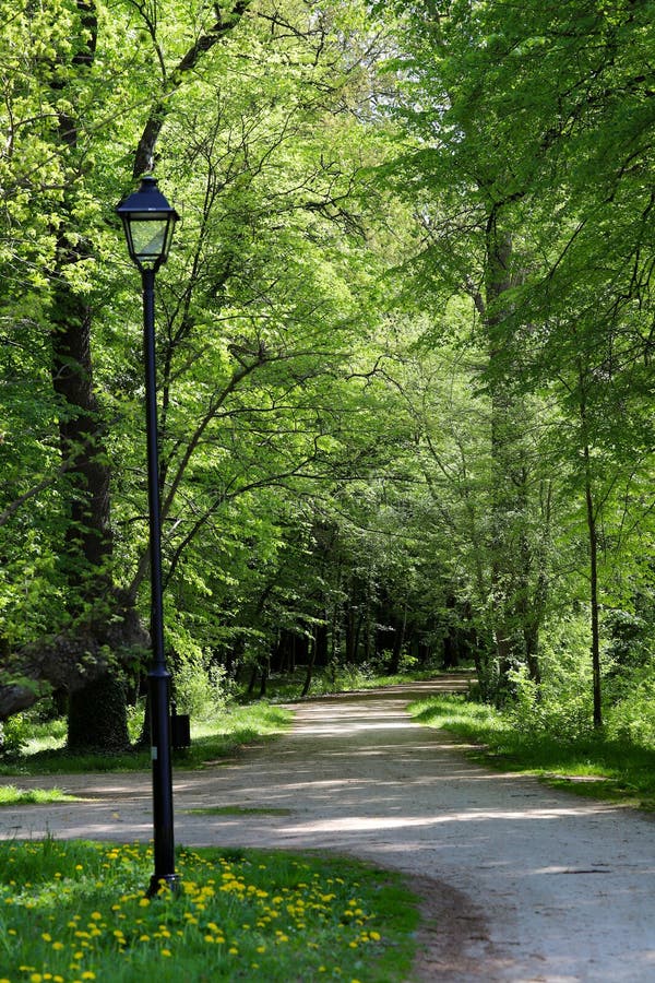 Quiet Nature Path among Tall Trees Stock Image - Image of colorful ...