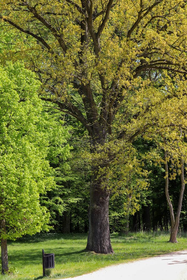 Quiet Nature Path among Tall Trees Stock Photo - Image of background ...