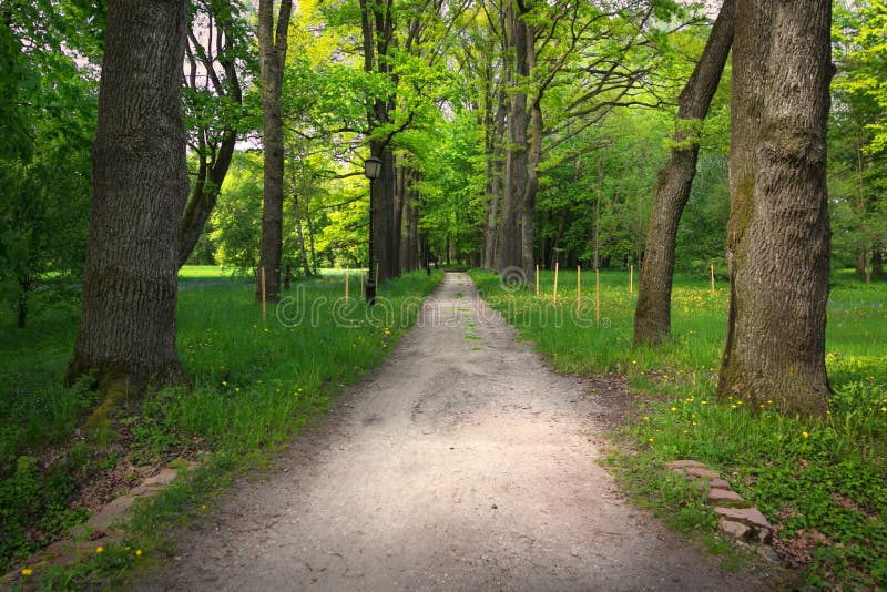 Quiet Path in a Dark Forest in the Spring Stock Image - Image of creepy ...