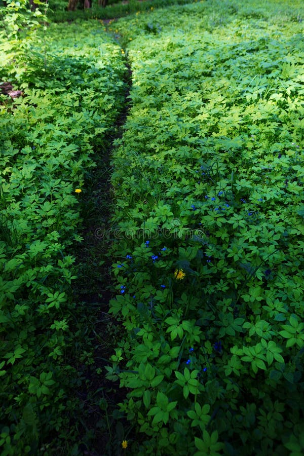 Quiet Path in a Dark Forest in the Spring Stock Image - Image of ...