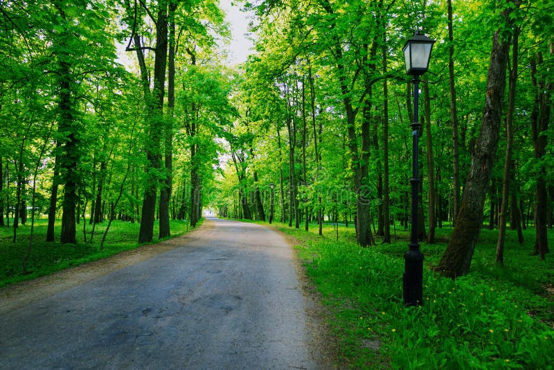 Quiet Path in a Dark Forest in the Spring Stock Photo - Image of dark ...
