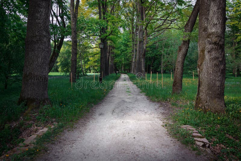 Quiet Path in a Dark Forest in the Spring Stock Image - Image of ...