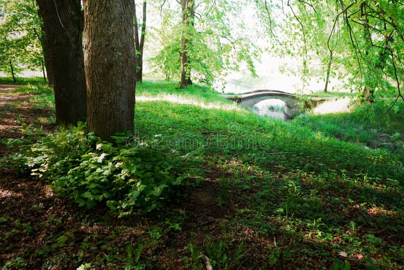 Quiet Path in a Dark Forest in the Spring Stock Photo - Image of nature ...