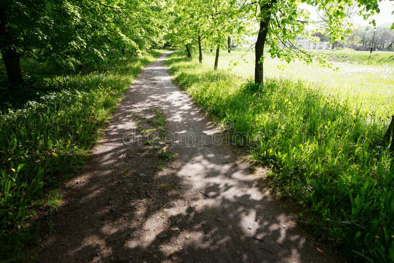 Quiet Path in a Dark Forest in the Spring Stock Image - Image of ...