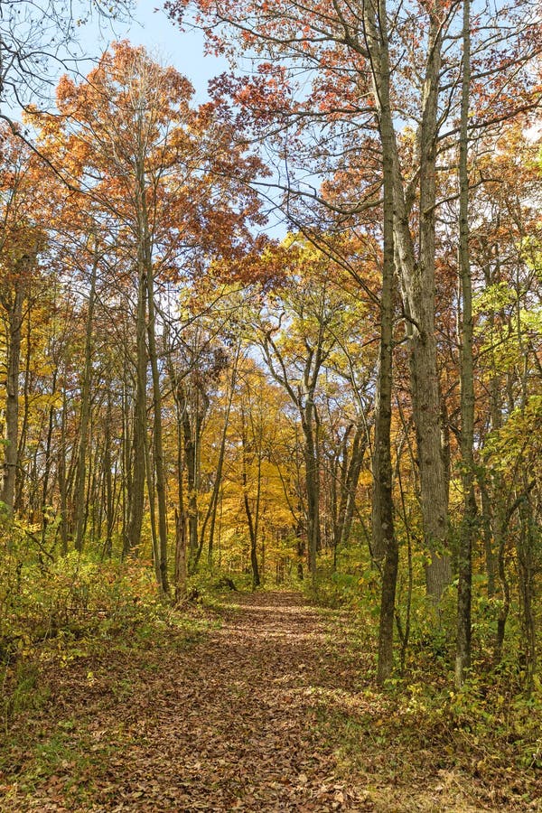 Quiet Path Throught the Fall Forest Stock Image - Image of autumn ...