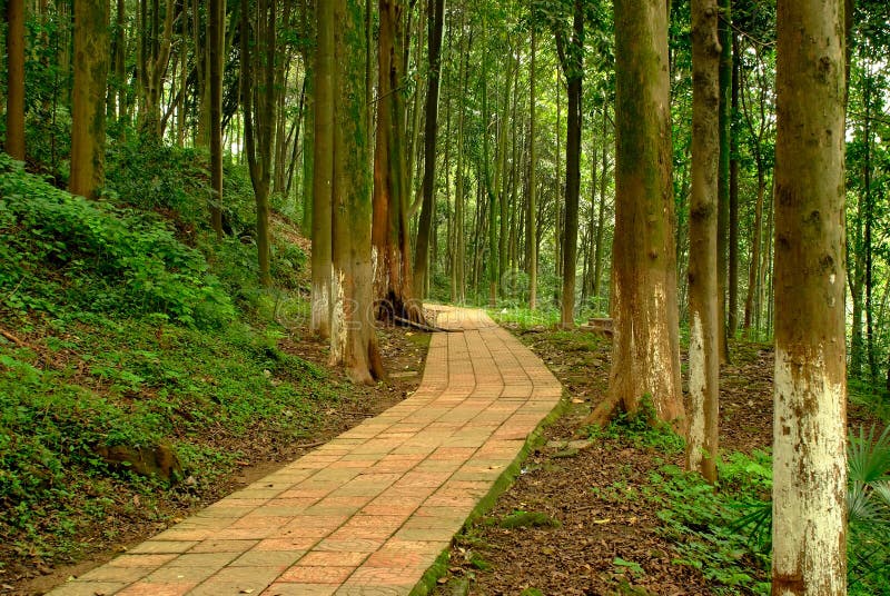 A quiet path in the woods stock photo. Image of forest - 34186656