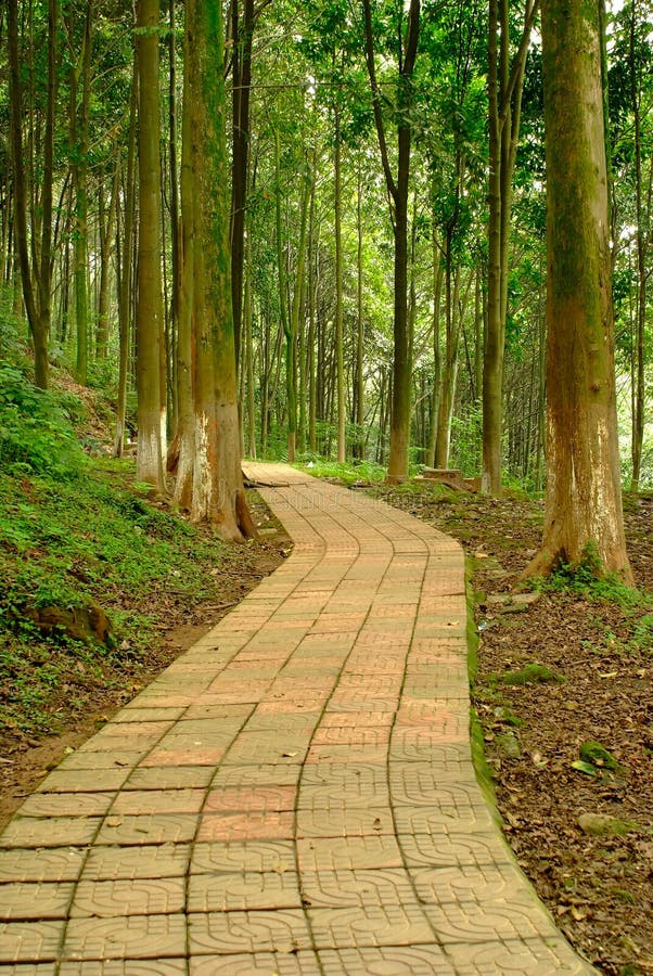 A quiet path in the woods stock image. Image of covered - 34187273