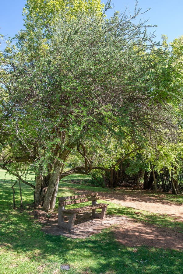 577 Bench Under Shade Tree Stock Photos - Free & Royalty-Free Stock ...