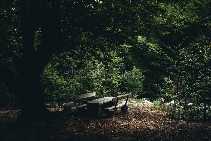 Quiet Place with Big Table and Benches and an Old Beech Tree. Stock ...