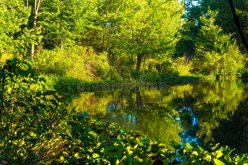 Quiet pond at evening stock image. Image of marsh, evening - 89486805