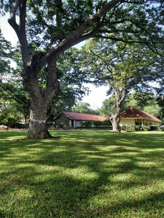 Quiet Red Roof Hut Under Big Tree on Green Lawn Stock Image - Image of ...