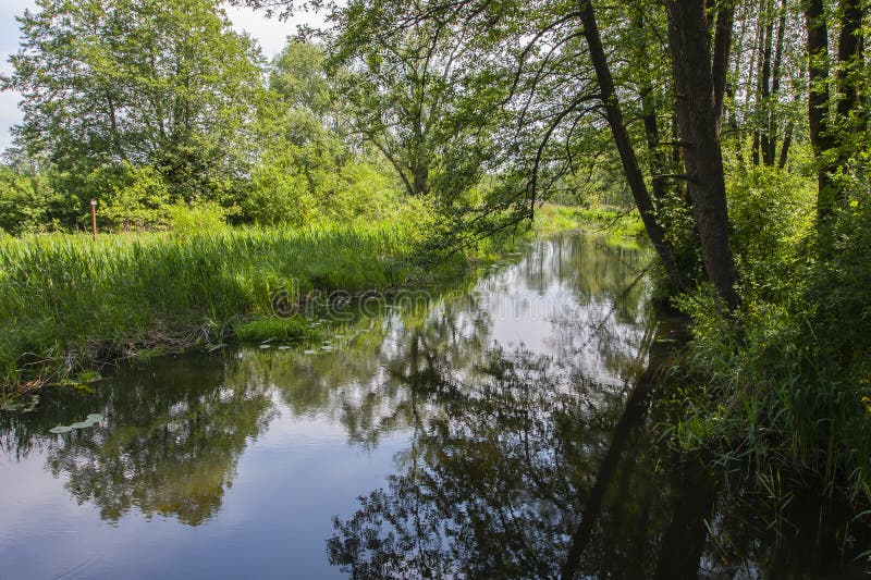A Quiet River Mildly Flows among Deciduous Trees Stock Image - Image of ...