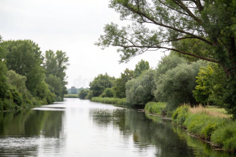 Quiet River with Trees on Opposite Bank Stock Illustration ...